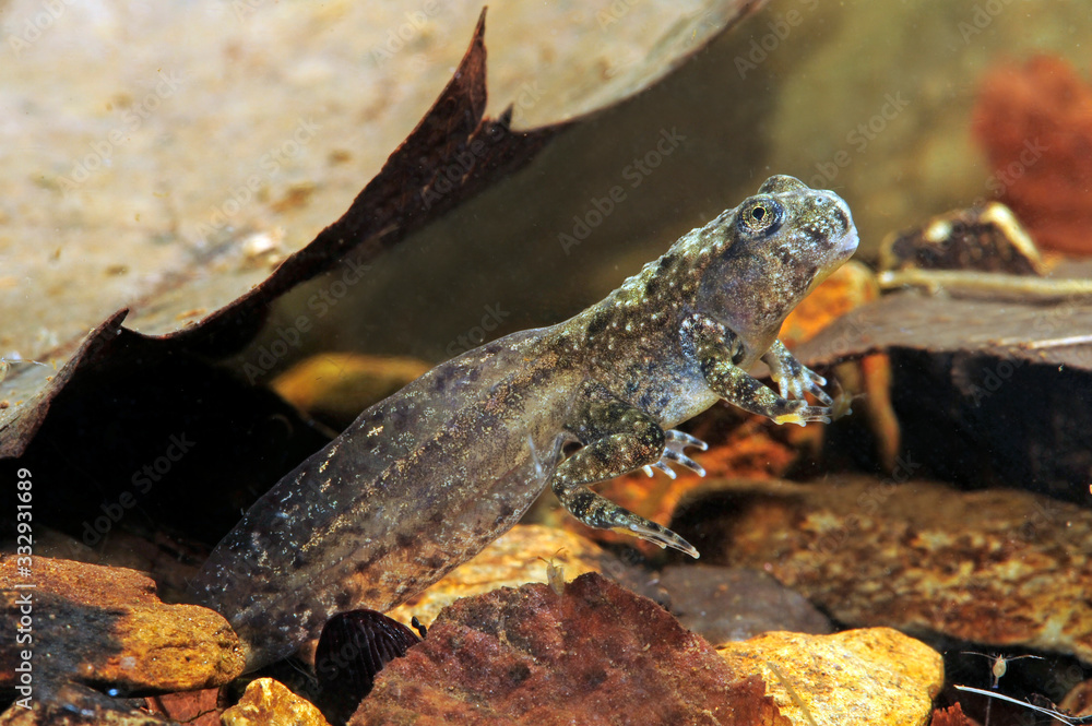 metamorphosing frog / Yellow-bellied toad / metamorphosierender ...