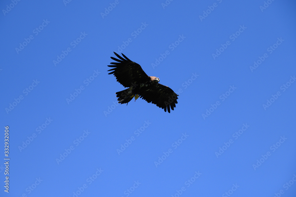 Adler im Flug Stock Photo | Adobe Stock