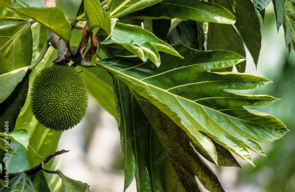 Arbre à pain, Artocarpus altilis Stock Photo | Adobe Stock