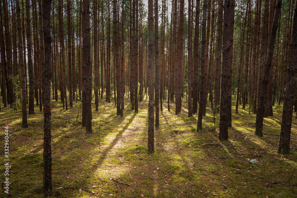 Forrest - Forest Knyszyn (Poland) Stock Photo | Adobe Stock