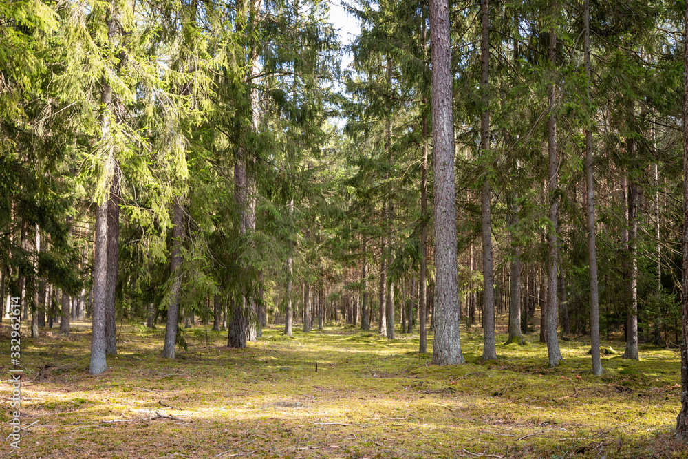 Forrest - Forest Knyszyn (Poland) Stock Photo | Adobe Stock