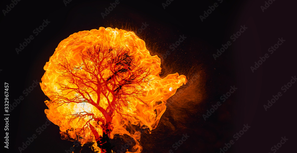 Burning Tree on fire isolated black background Stock Photo | Adobe Stock