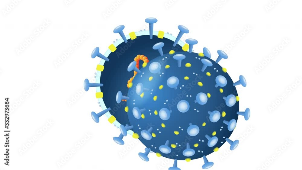 COVID - 19. Virus anatomy. cross section of virion. Virus with RNA like ...