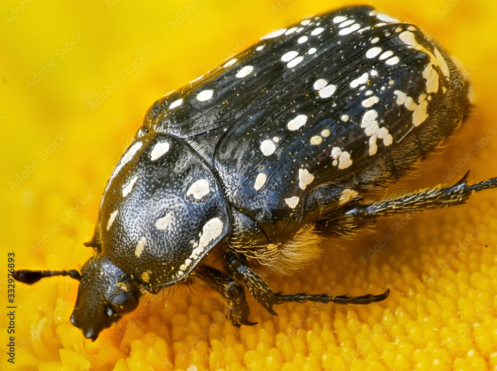 black beetle with white spots Stock Photo | Adobe Stock