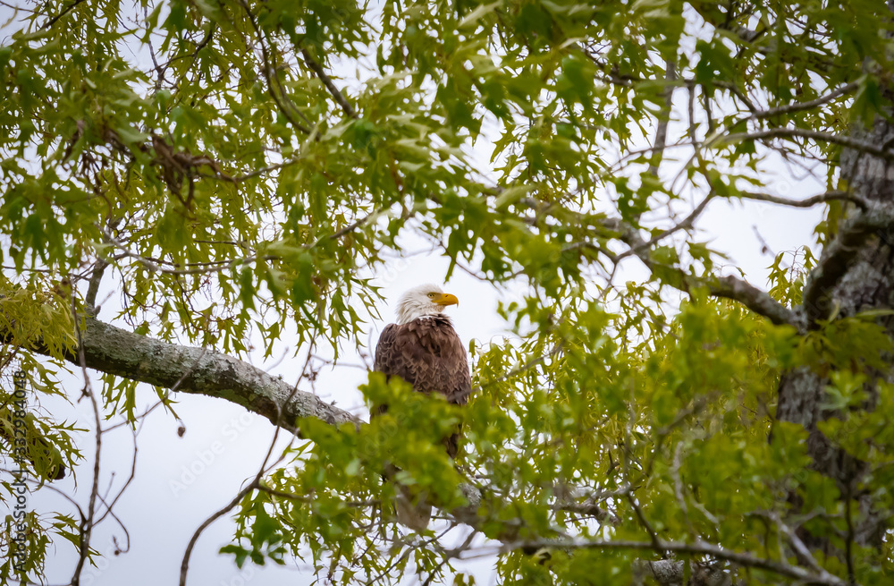 American Bald Eagle at nesting site in wildlife sanctuary sitting in ...