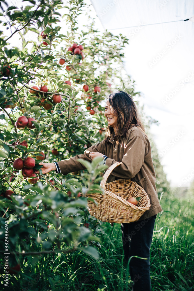 Apple Picking Stock Photo | Adobe Stock