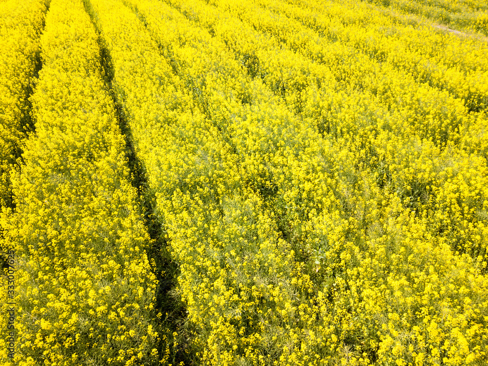 Canola fields Stock Photo | Adobe Stock