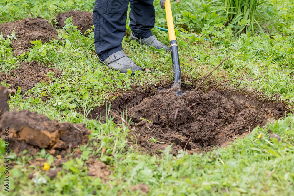 Gardener digging with garden spade in black earth soil.farming ...