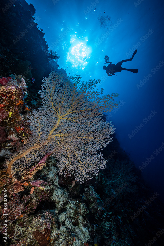 A large sea fan on the underwater wall with a scuba diver. Stock Photo ...