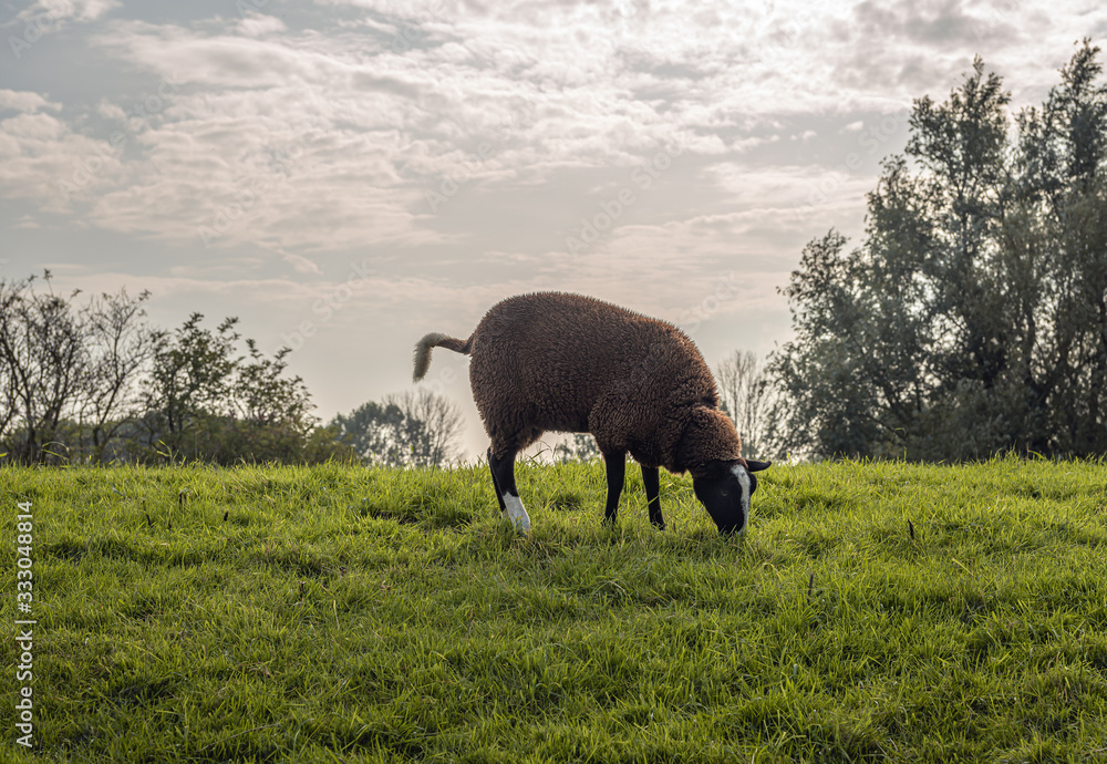 Backlight image of a black sheep grazing on top of the dike while ...
