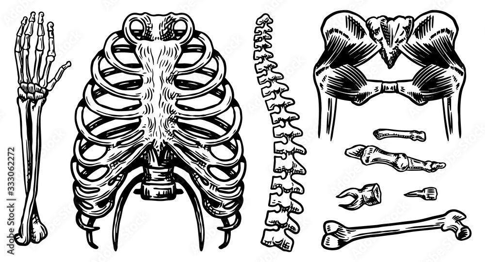 Anatomy Of Human Bones And Muscles Set Organ Systems Body And Thorax Anatomy Of Human Bones And Muscles Set Organ Systems Body And Thorax