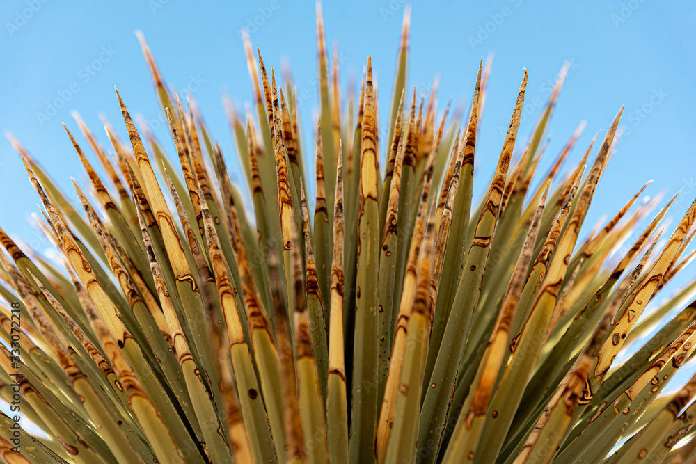 Spiky beautiful plant growing in Joshua Tree National Park, California ...