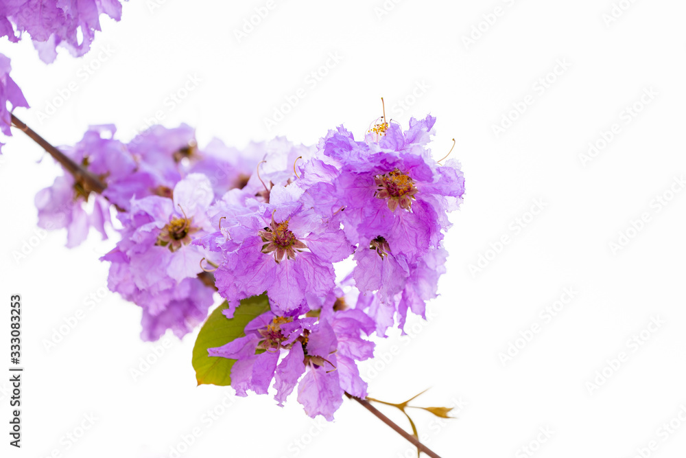 blooming lagerstroemia loudonii on white background, beautiful purple ...