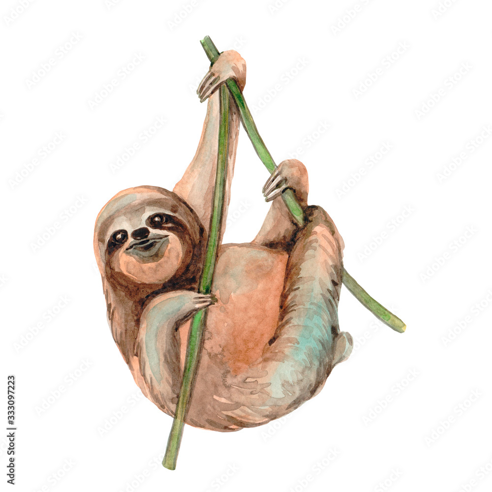 sloth isolated on white background hanging on a branch Stock ...