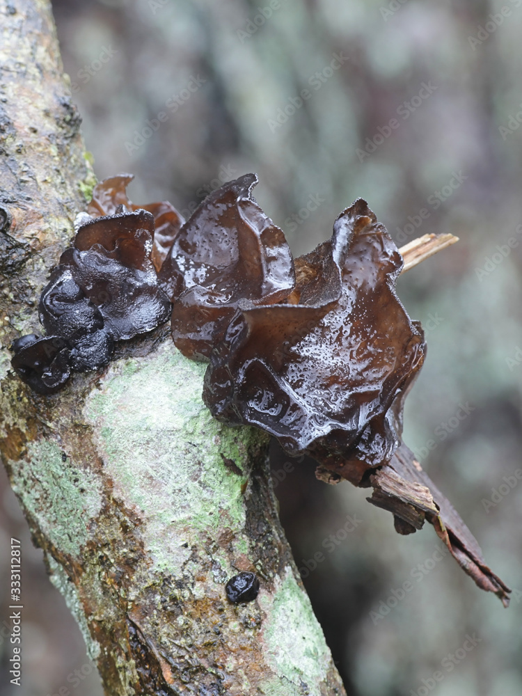 Exidia truncata, known as Witches' Butter, a jelly fungus living on oak ...
