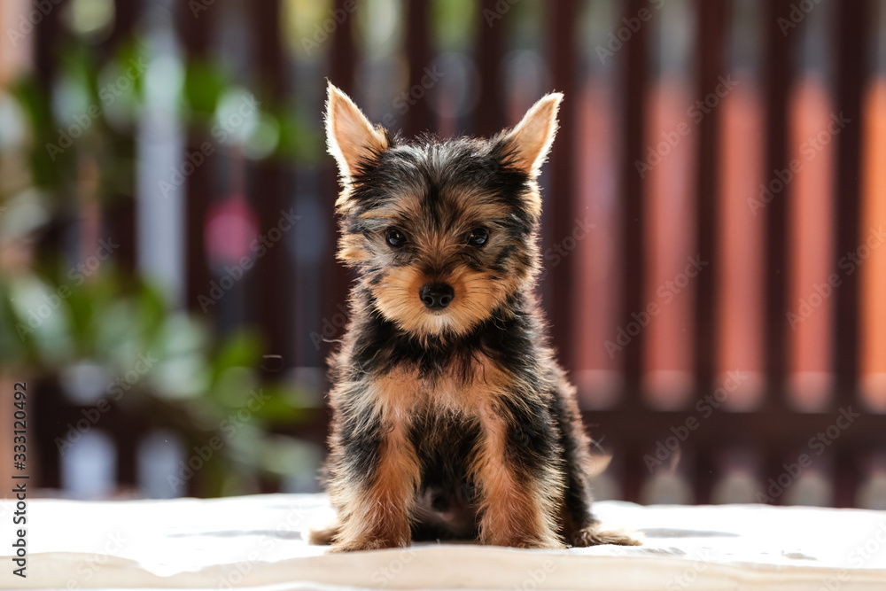 yorkshire terrier felling happy , Cute puppy yorkie stand on the wood ...