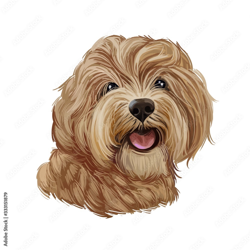 Cavapoo digital art illustration of cute canine animal of beige color ...