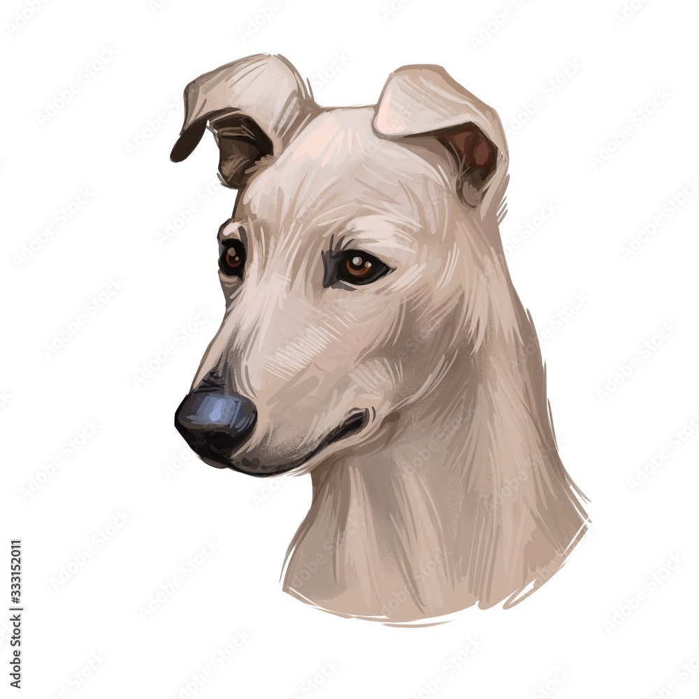 Lurcher dog, offspring of sighthound mated with pastoral breed or ...