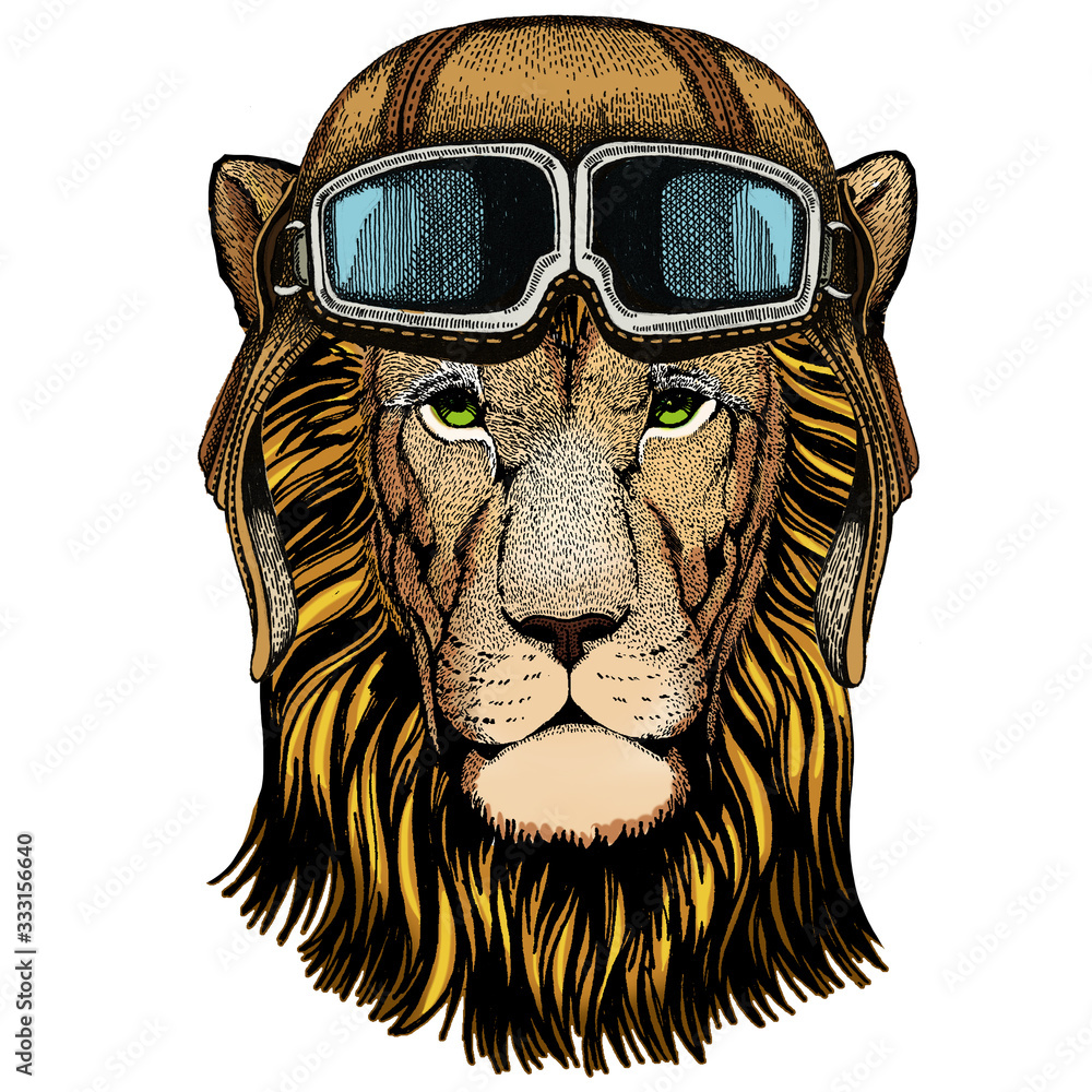 Lion. Wild animal portrait. Face of african cat. Vintage aviator helmet ...