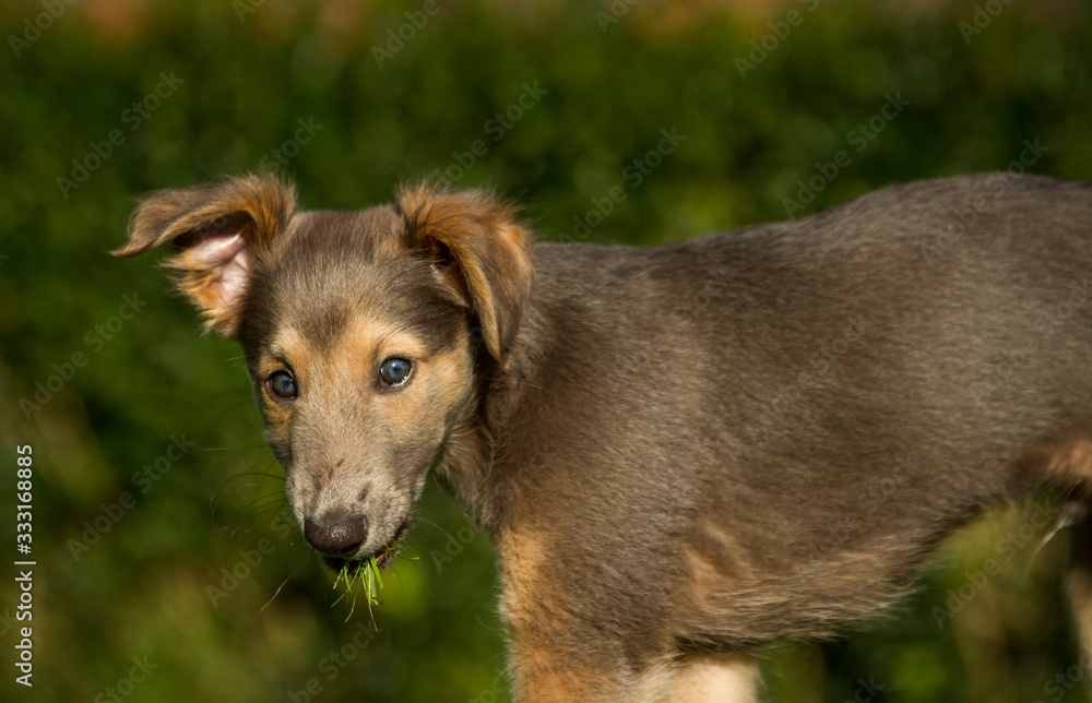 Silken Windsprite Welpe Stock Photo | Adobe Stock