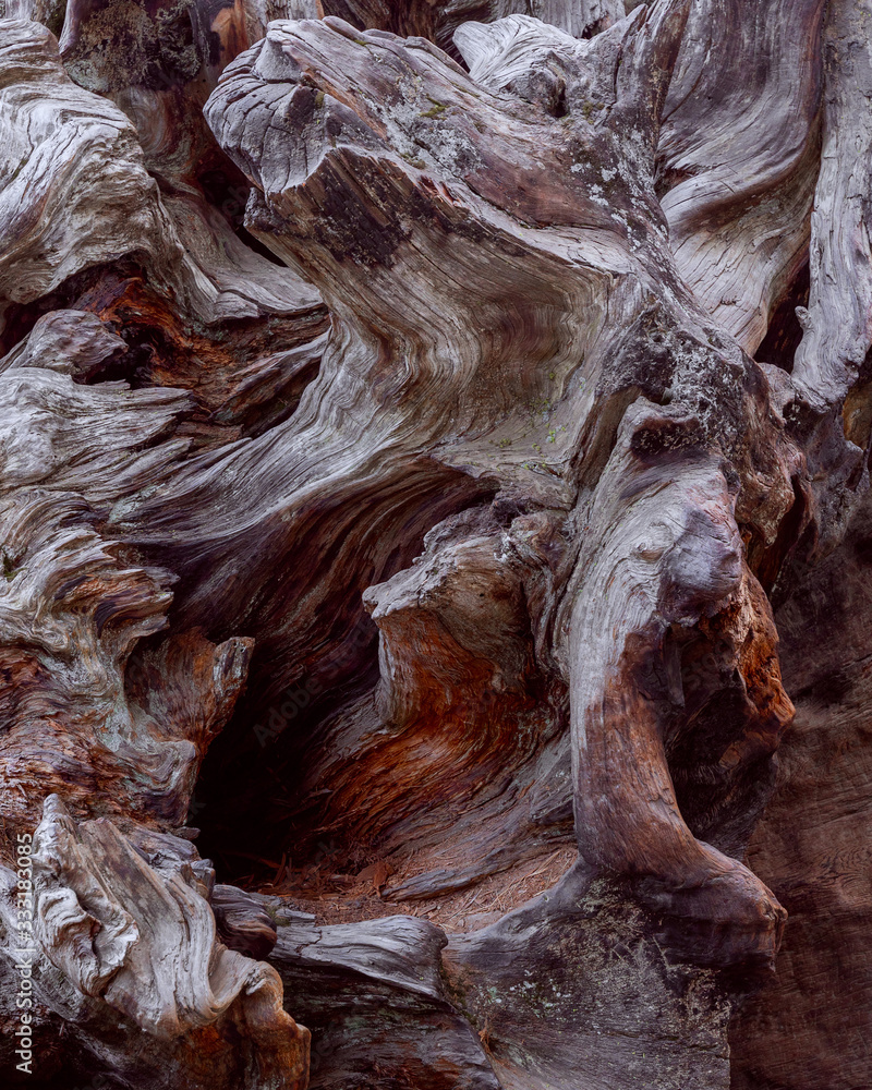 Sequoia root. Wood texture. Mahogany Root Texture. (High resolution ...