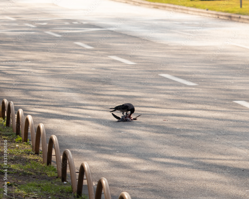 Raven eating a corpse of a roadkill bird, standing on a busy public ...