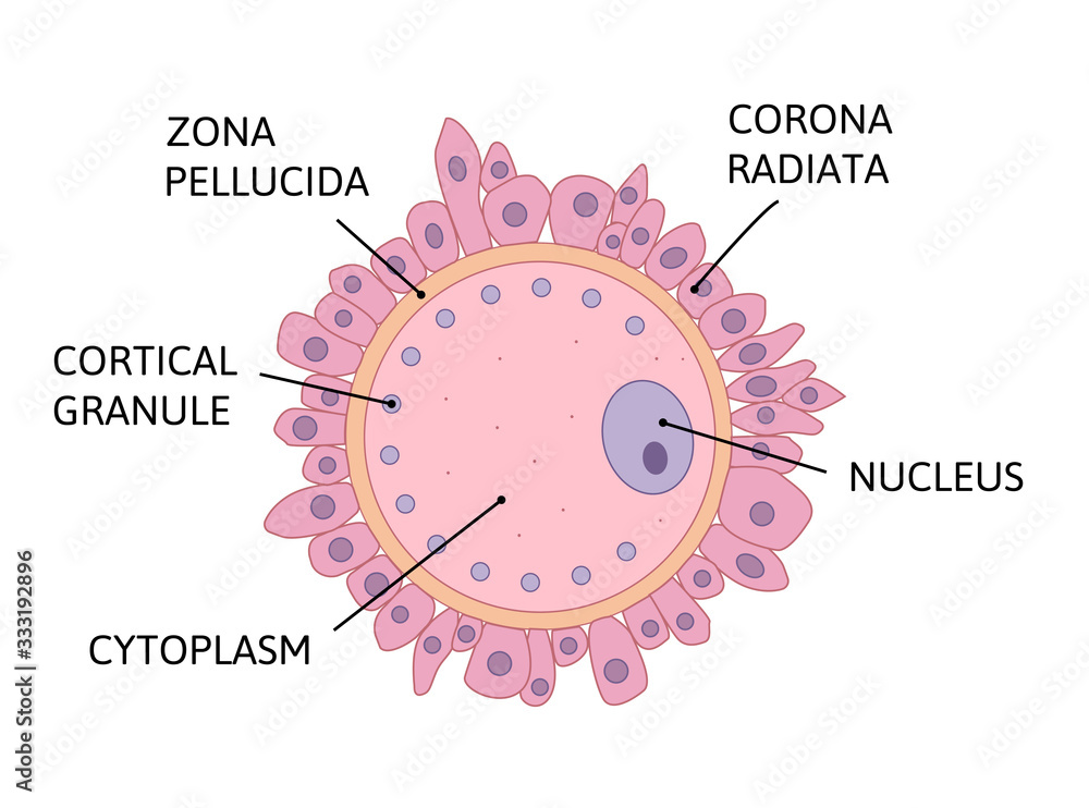 ovum anatomy vector illustration isolated on white background. Stock ...