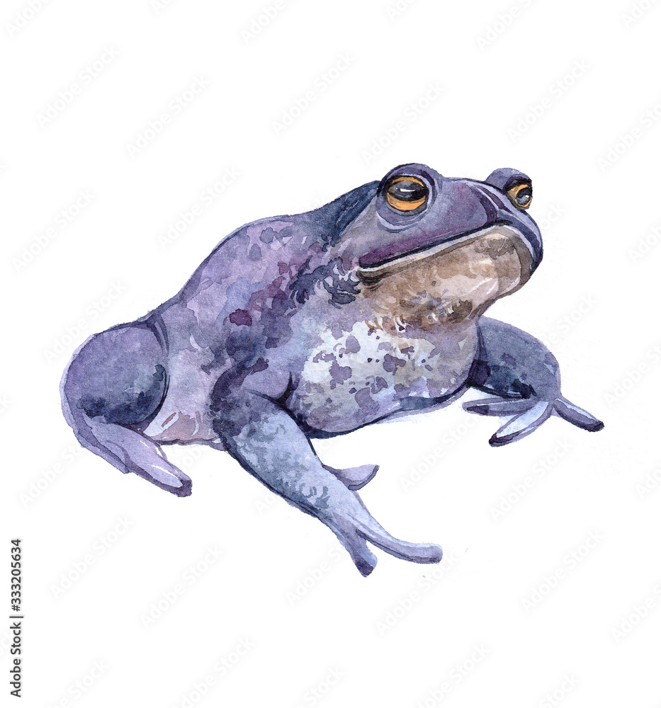 Watercolor toad animal on a white background illustration Stock ...