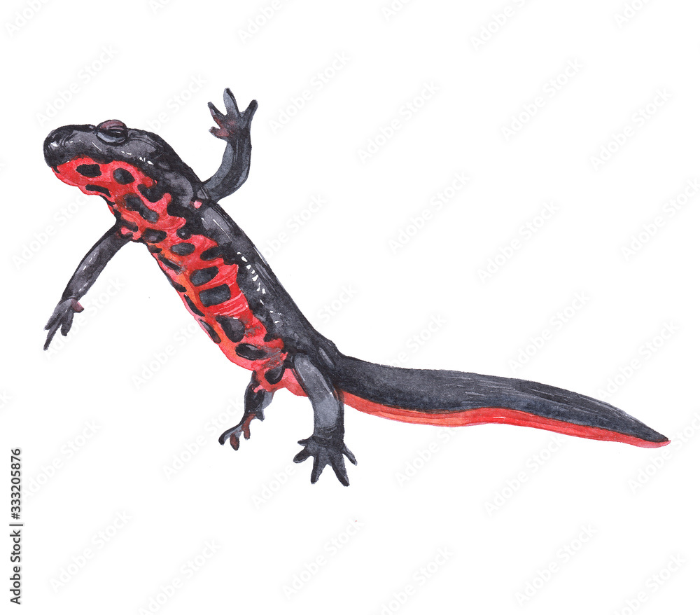 Watercolor triton animal on a white background illustration Stock ...