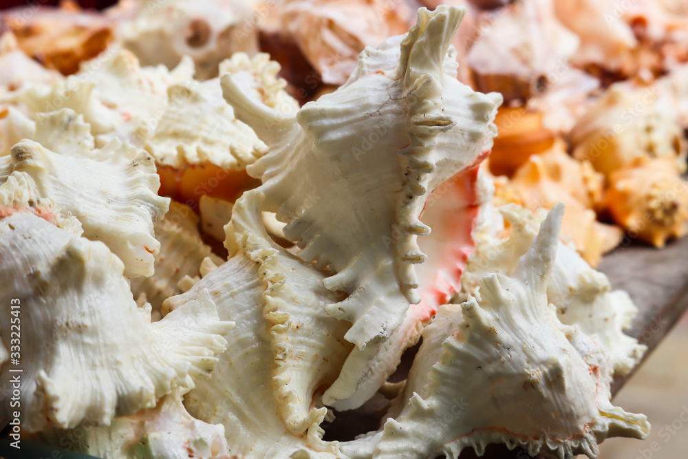 Traditional Cultural White And Brown Colored Sacred Holy Sea Shell ...