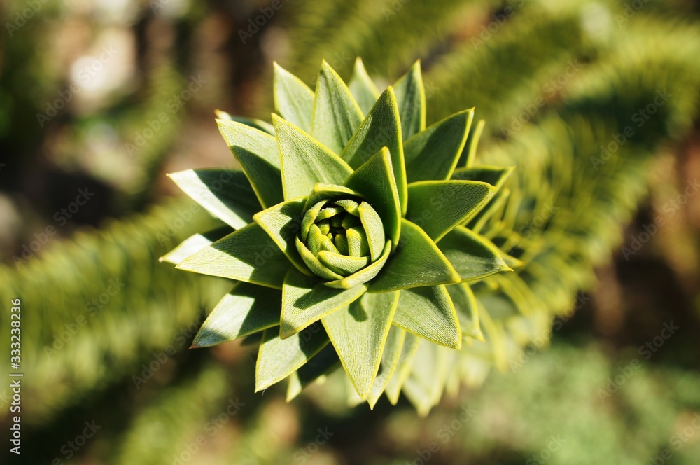 Chilenische Araukarie, auch Andentanne, Chiletanne, Schlangenbaum ...