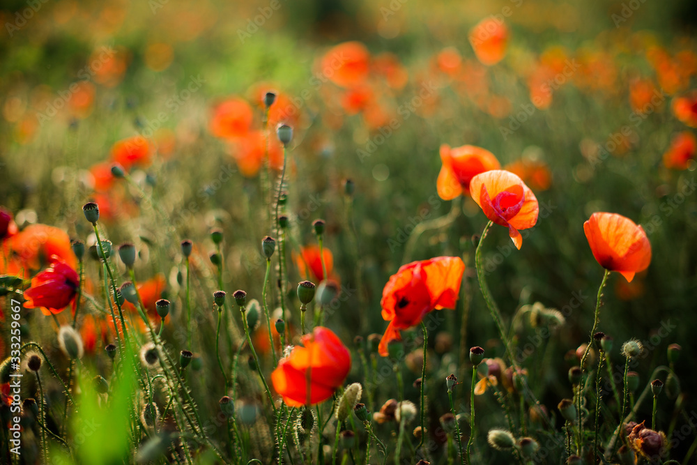 Poppy field close-up, blooming wild flowers in the setting sun. Red ...