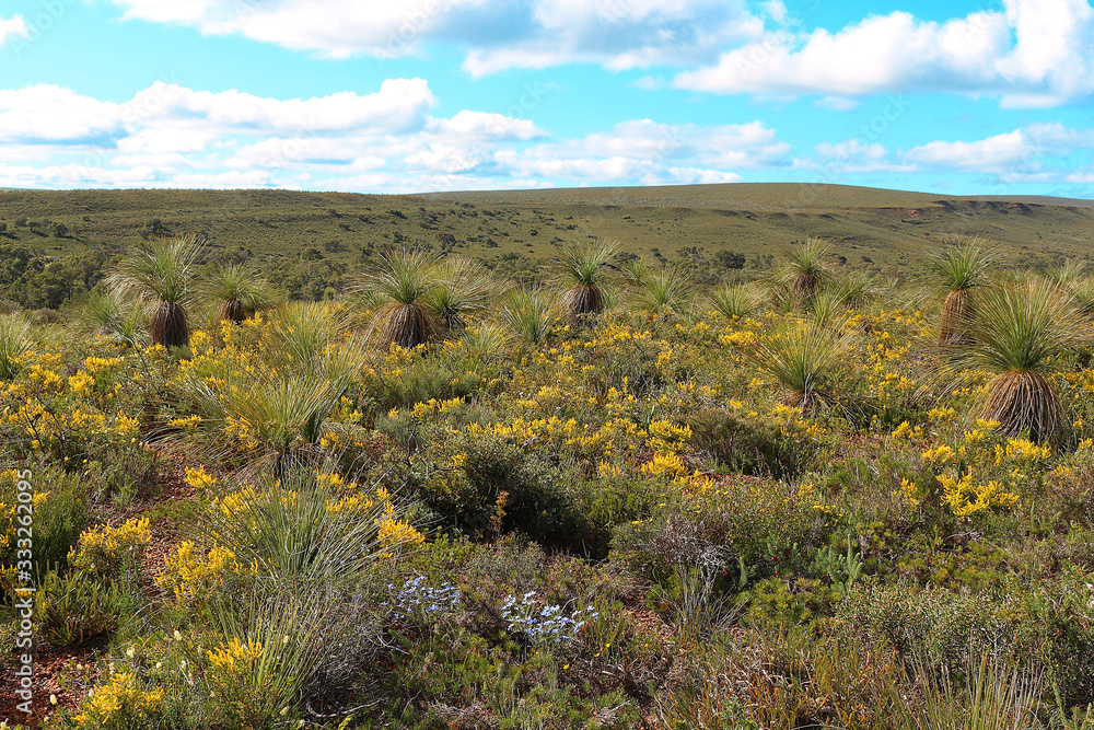 Blooming Western Australian outback in spring with native grasstrees ...