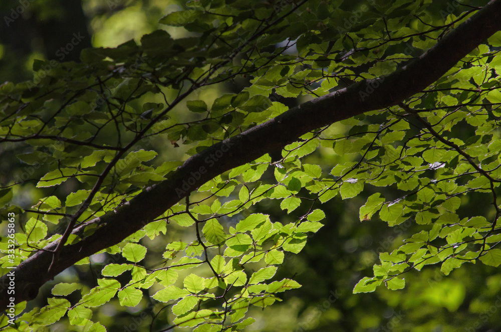 tree branch with green leaves glowing in the morning sun, beautiful ...