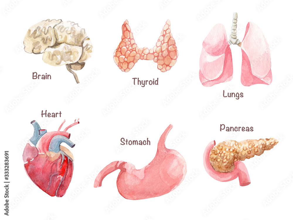 Set of hand-drawn watercolor human organs isolated on white background ...