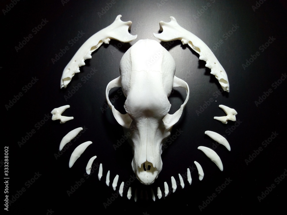 calavera de perro enmarcado con dientes y mandíbulas al rededor Stock ...