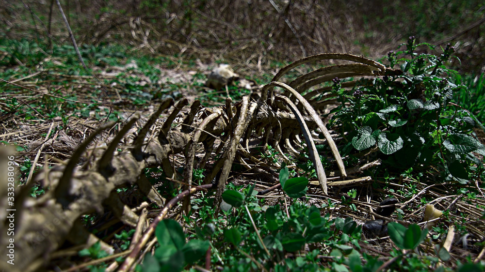Animal deer skeleton that has decomposed slowly in a field with green ...