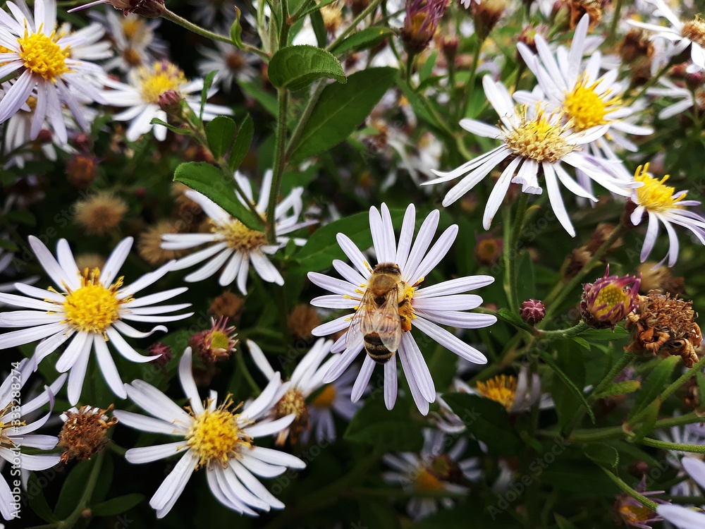 White flowers of Symphyotrichum pilosum, commonly called the hairy ...