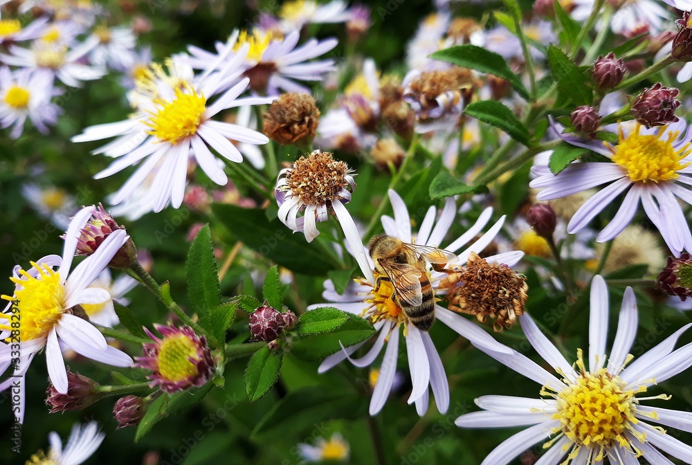 White flowers of Symphyotrichum pilosum, commonly called the hairy ...
