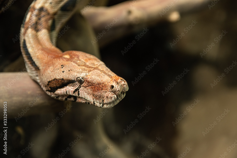 Front face of a snake (Boa constrictor, a type of snake frequent in El ...