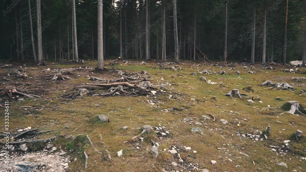 Vídeo do Stock: Destruction of protected coniferous forests on slope ...