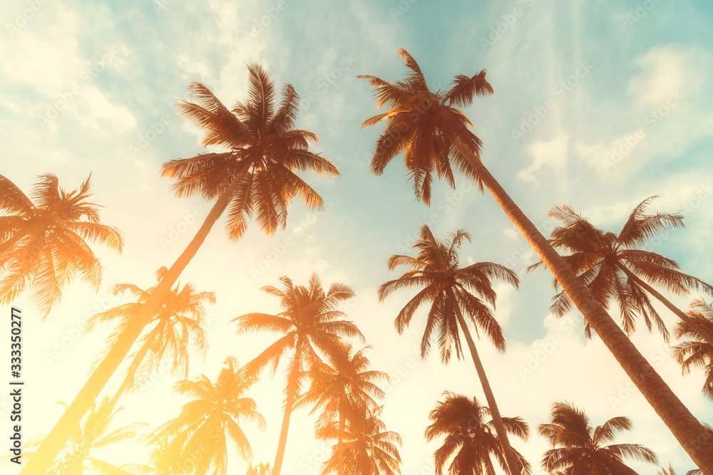 Copy space of tropical palm tree with sun light on sky background ...