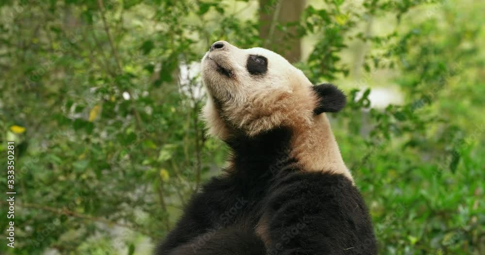 Close up side view of one giant panda bear sitting in the woods open ...