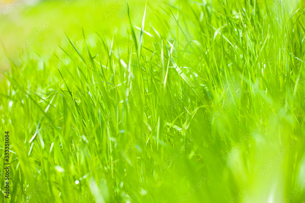 Grass background Stock Photo | Adobe Stock
