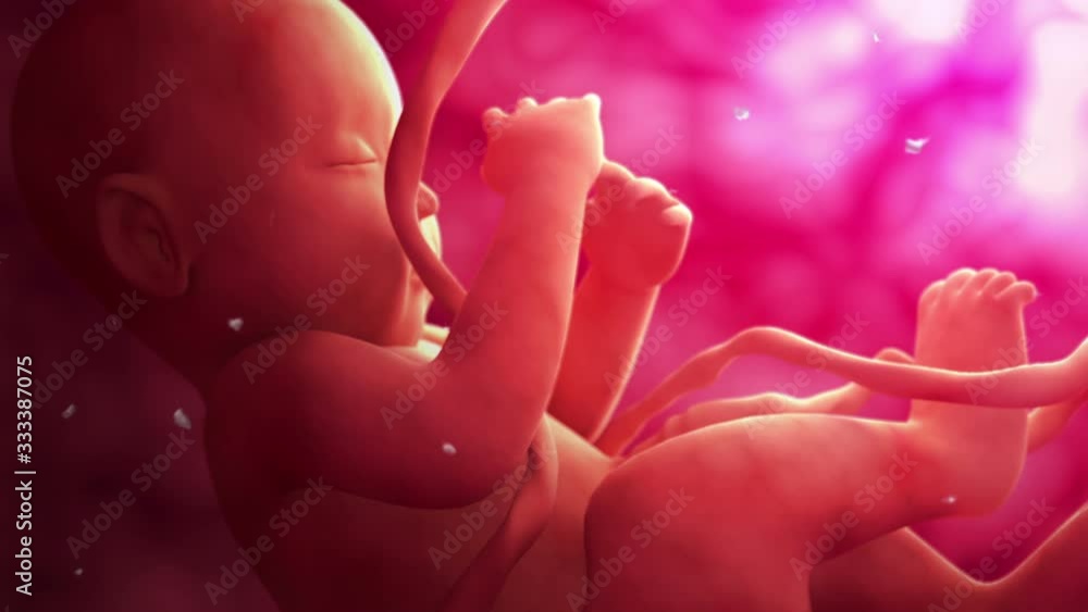 Biomedical animation of a fetus inside its mothers womb. Stock Video ...
