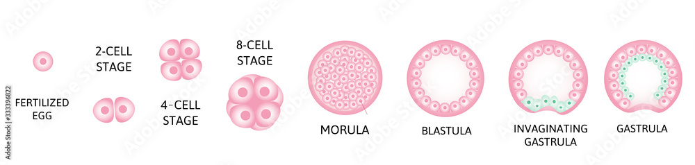 Human embryonic development, or human embryogenesis from zygota to ...