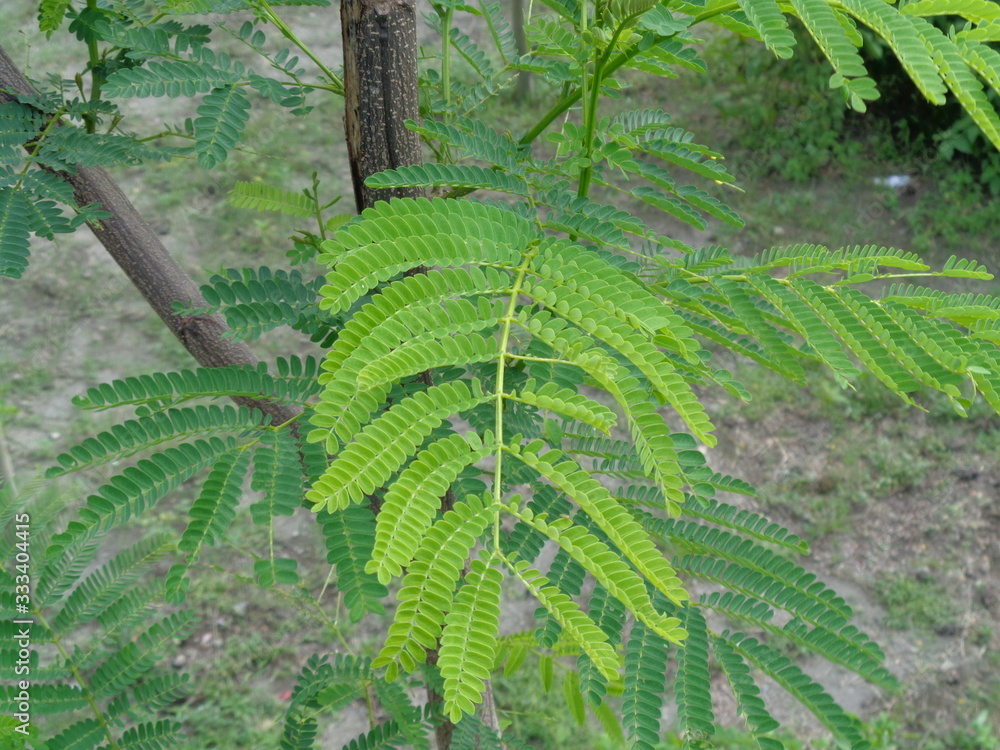 Albizia chinensis (silk tree, Chinese albizia, kool, khang hung, kang ...