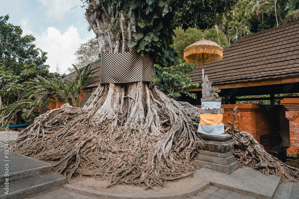 A holy banyan tree in the Hindu temple Pura Tirta Empul in Bali Stock ...