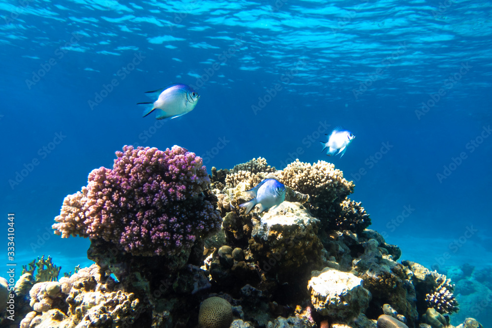 Tropical Fish In The Ocean. Beautiful Silver Moonfish (Moony ...
