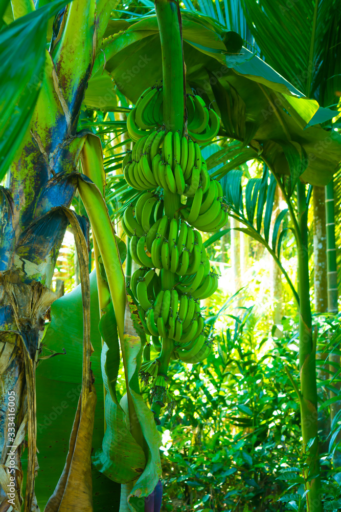 BANANA MUSA PARADISIACA ACUMINATA BALBISIANA TREE WITH GREEN IMMATURE ...